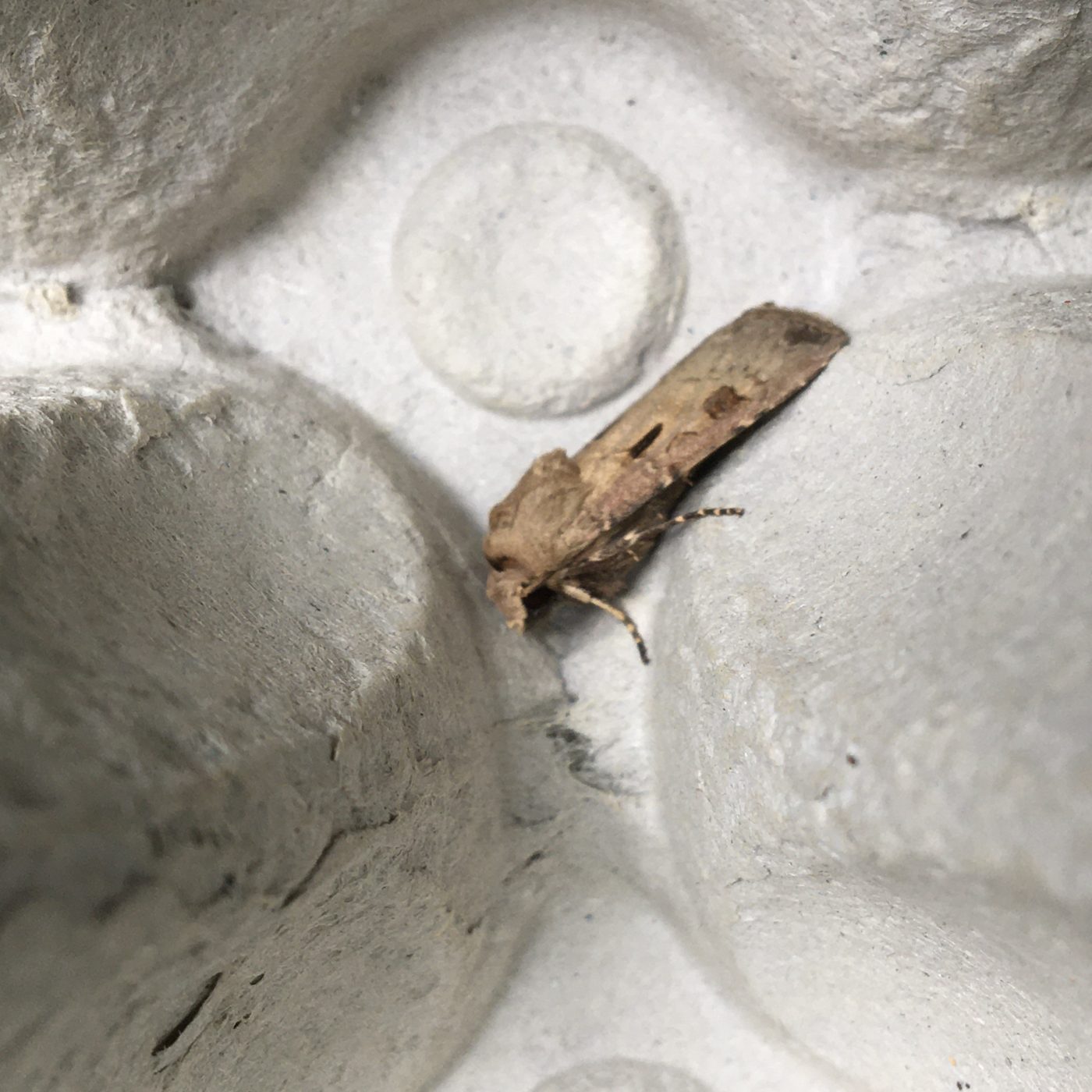 Build your own Moth Trap – Museum of Zoology Blog