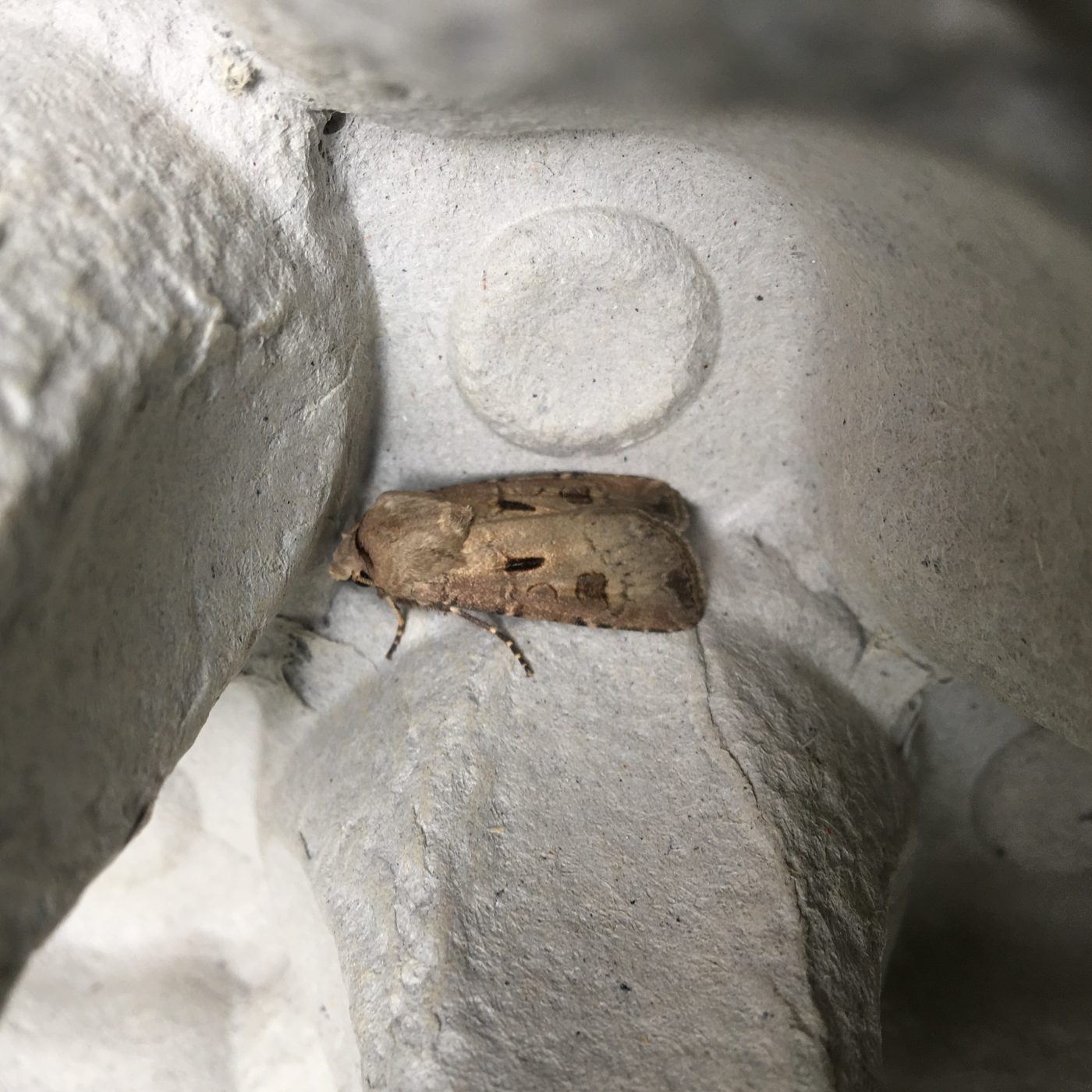 Build your own Moth Trap – Museum of Zoology Blog