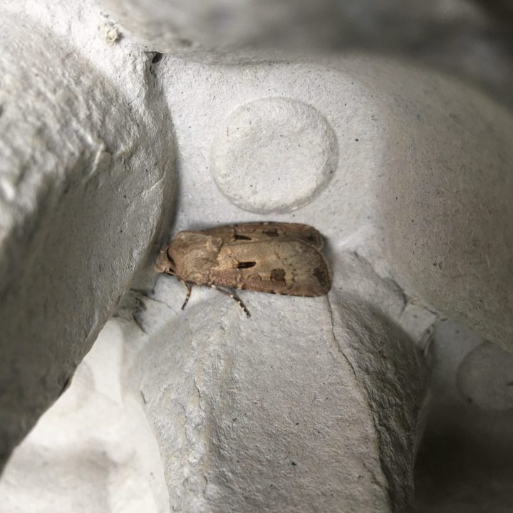 Build your own Moth Trap – Museum of Zoology Blog