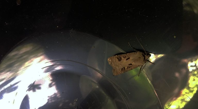 Build your own Moth Trap – Museum of Zoology Blog
