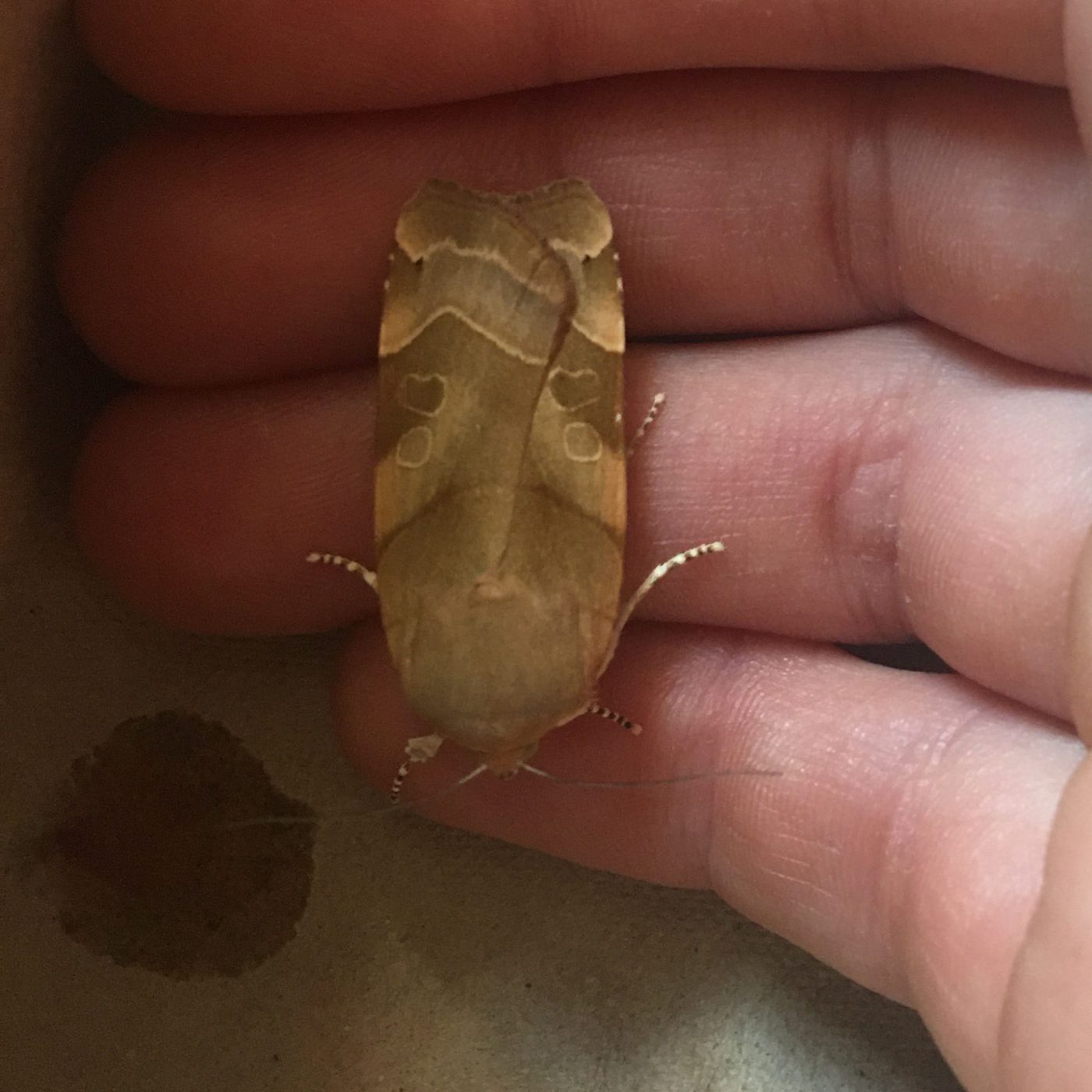 Build your own Moth Trap – Museum of Zoology Blog