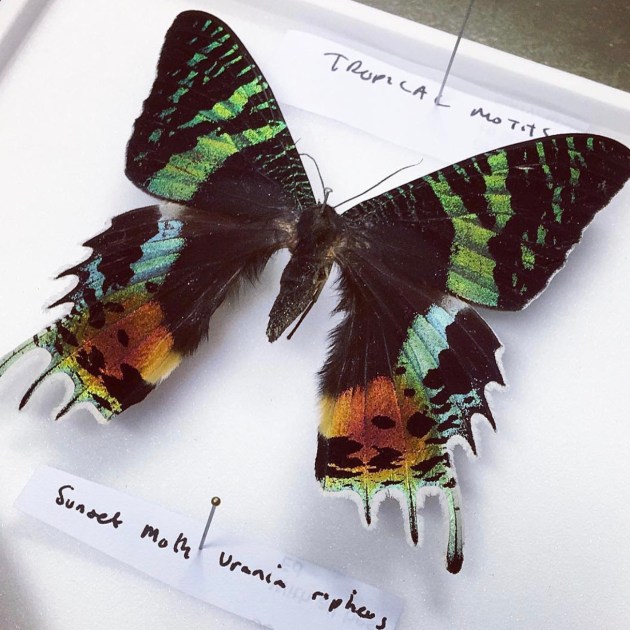 Build your own Moth Trap – Museum of Zoology Blog