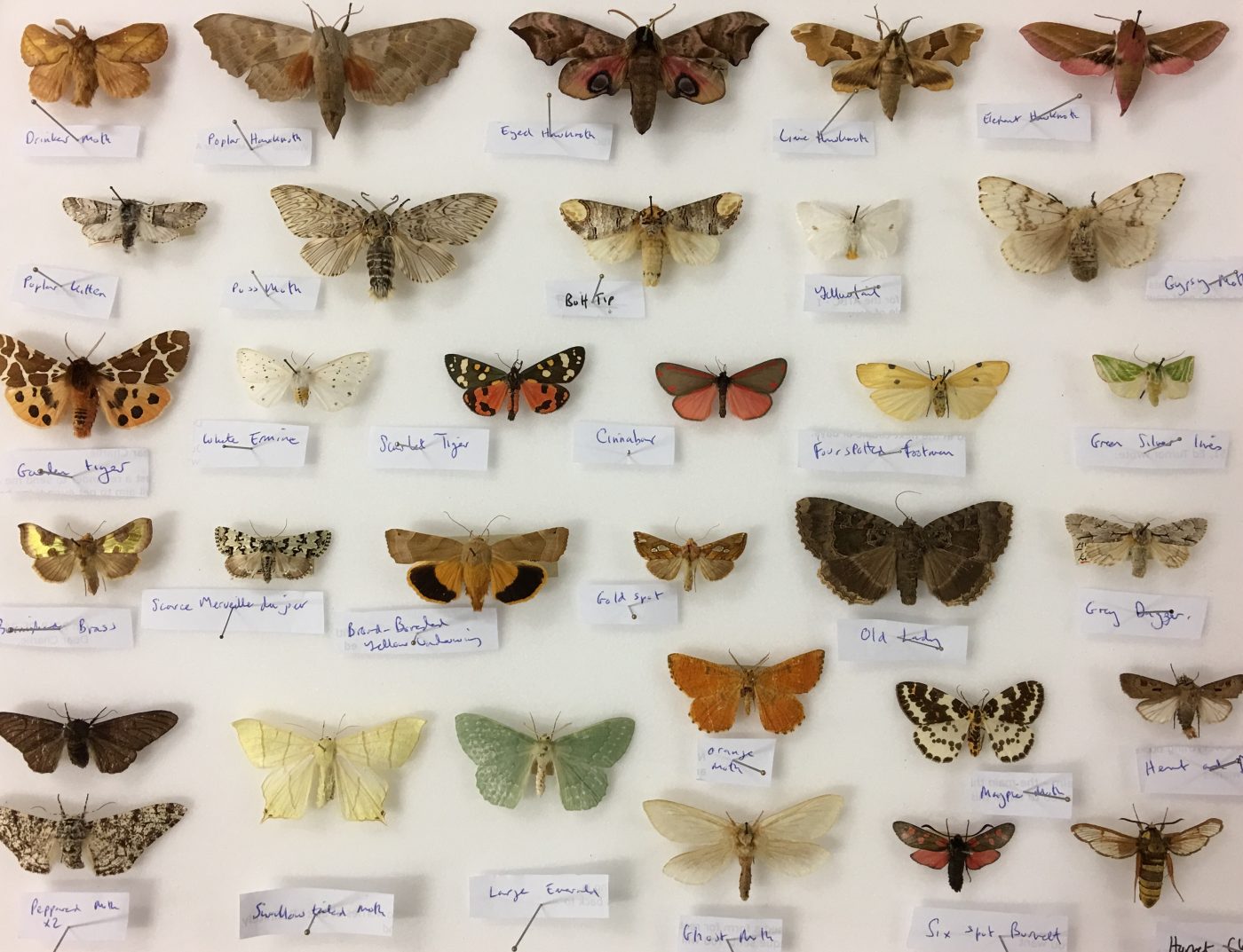 Build your own Moth Trap – Museum of Zoology Blog