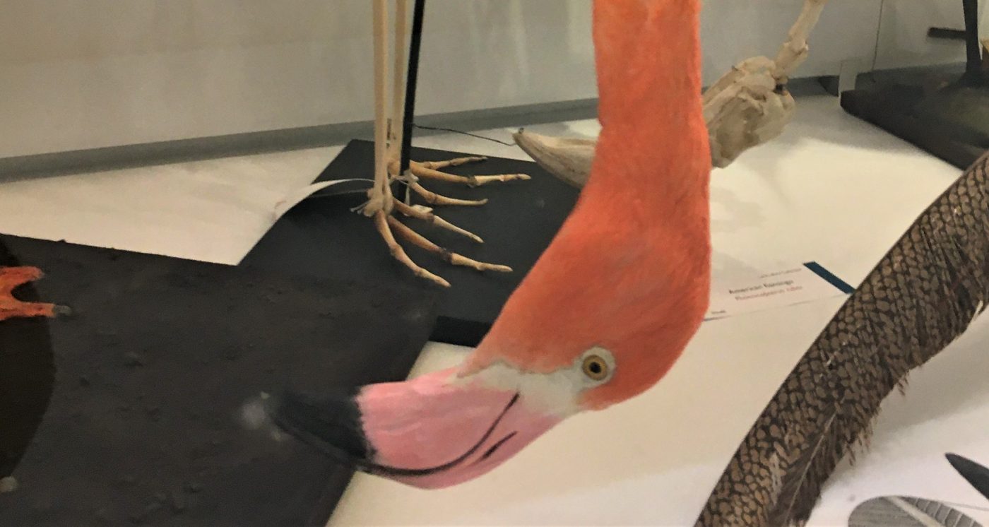 Animal Alphabet: F is for Flamingo – Museum of Zoology Blog