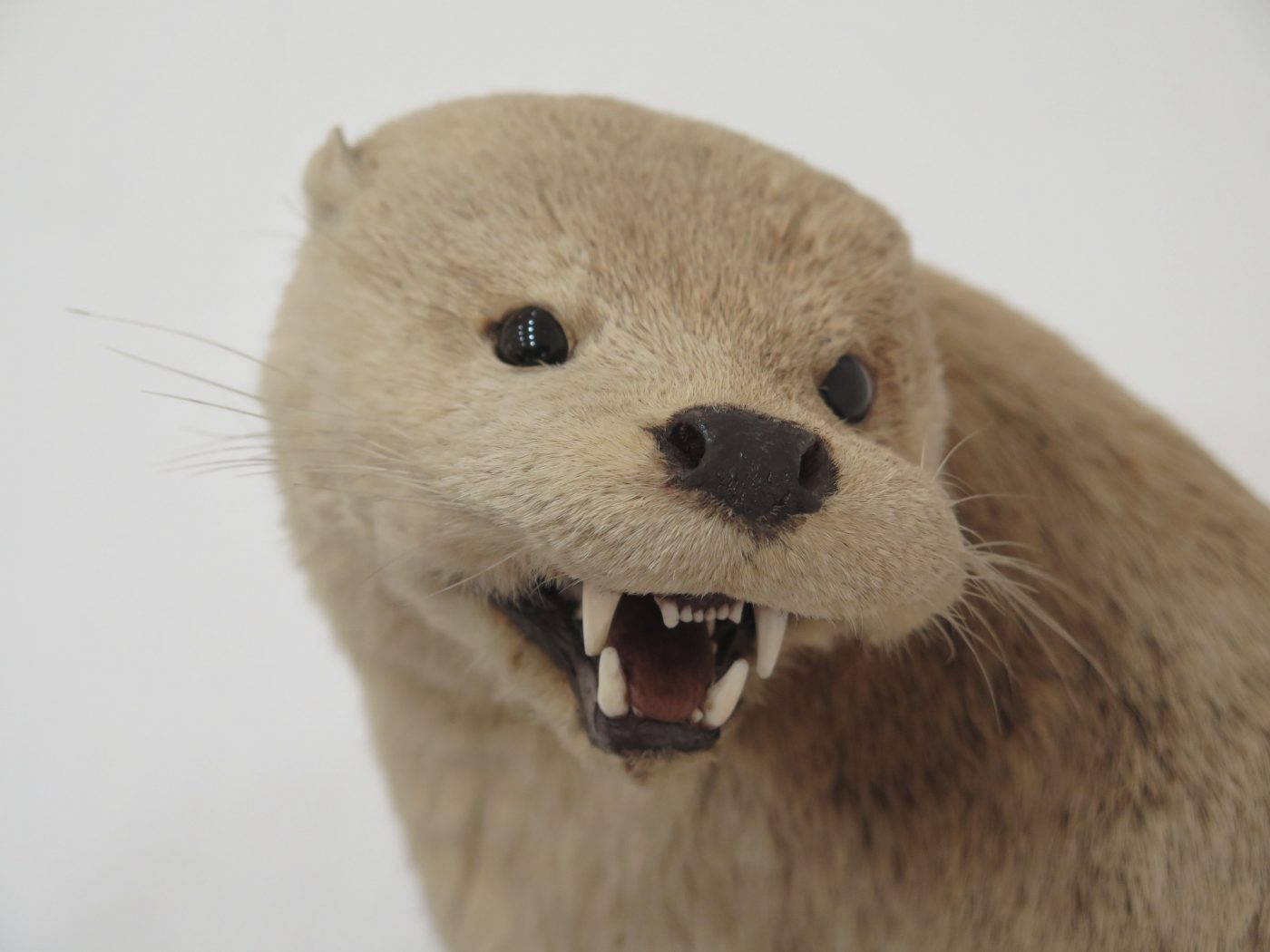 Mammals: Otters – Museum of Zoology Blog