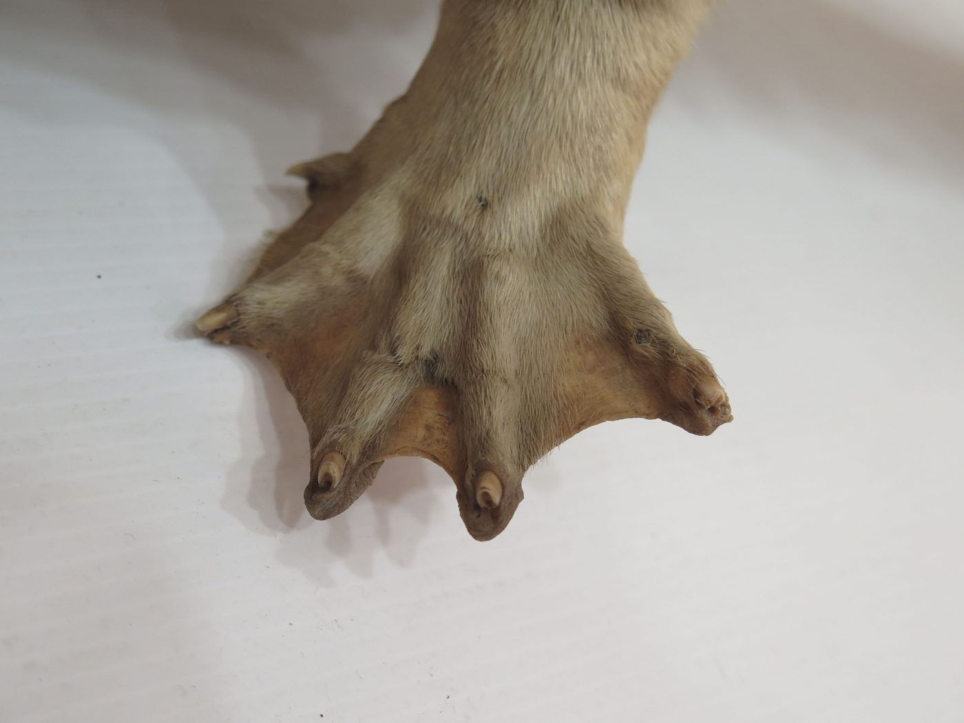 Mammals: Otters – Museum of Zoology Blog