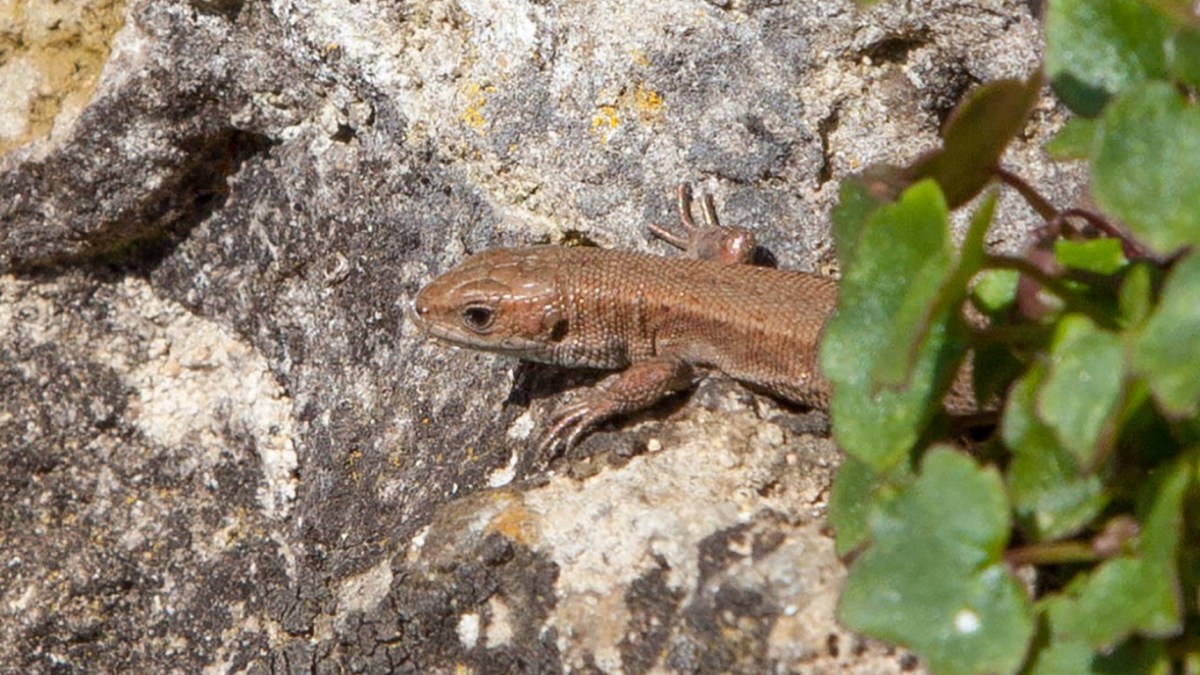 Sunshine and Scales: British Reptiles – Museum of Zoology Blog