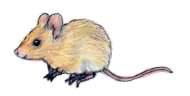 A Prickly Tale – Museum of Zoology Blog