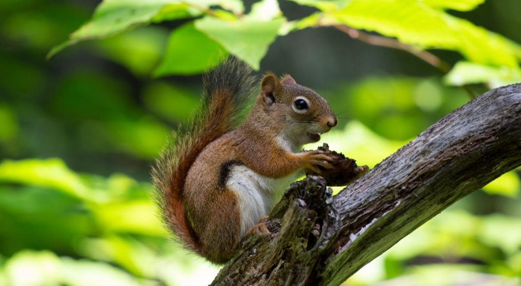 Rodents: small, furry and in a hurry – Museum of Zoology Blog