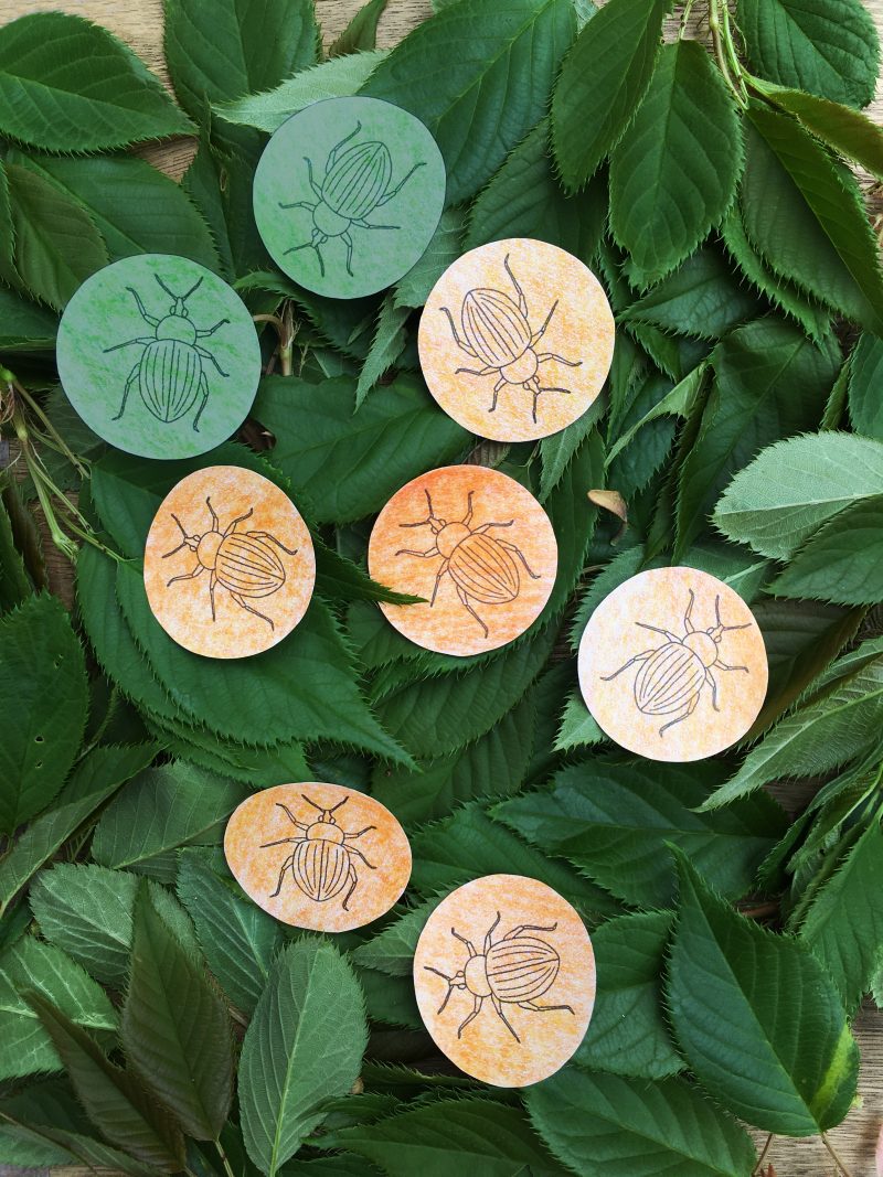 Exploring Evolution through Colour – Museum of Zoology Blog