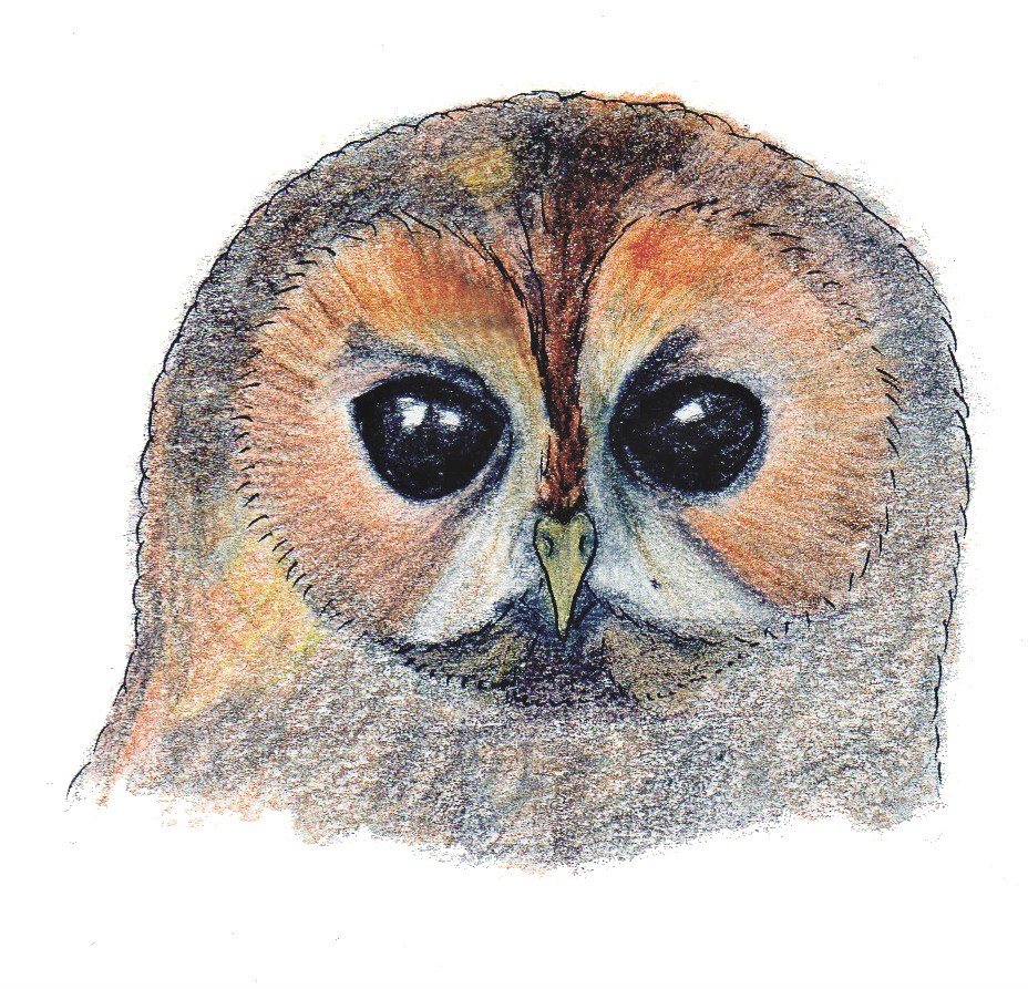 A Prickly Tale – Museum of Zoology Blog