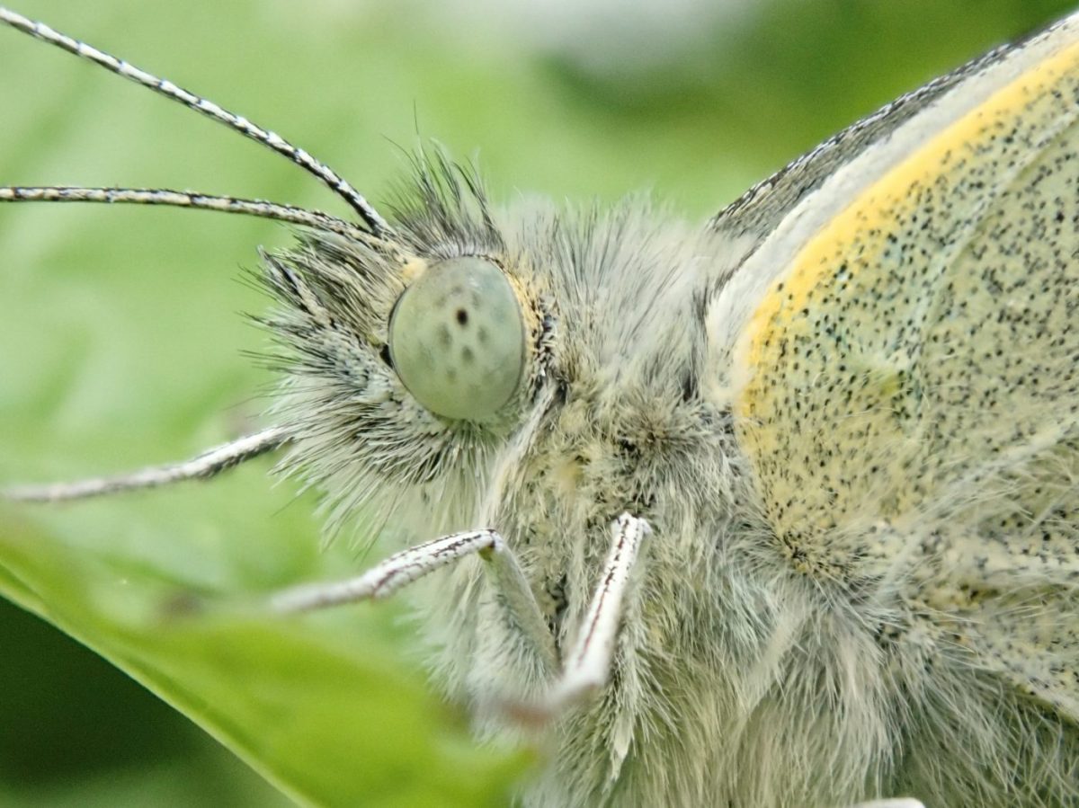 An Insect A Day continues – Museum of Zoology Blog