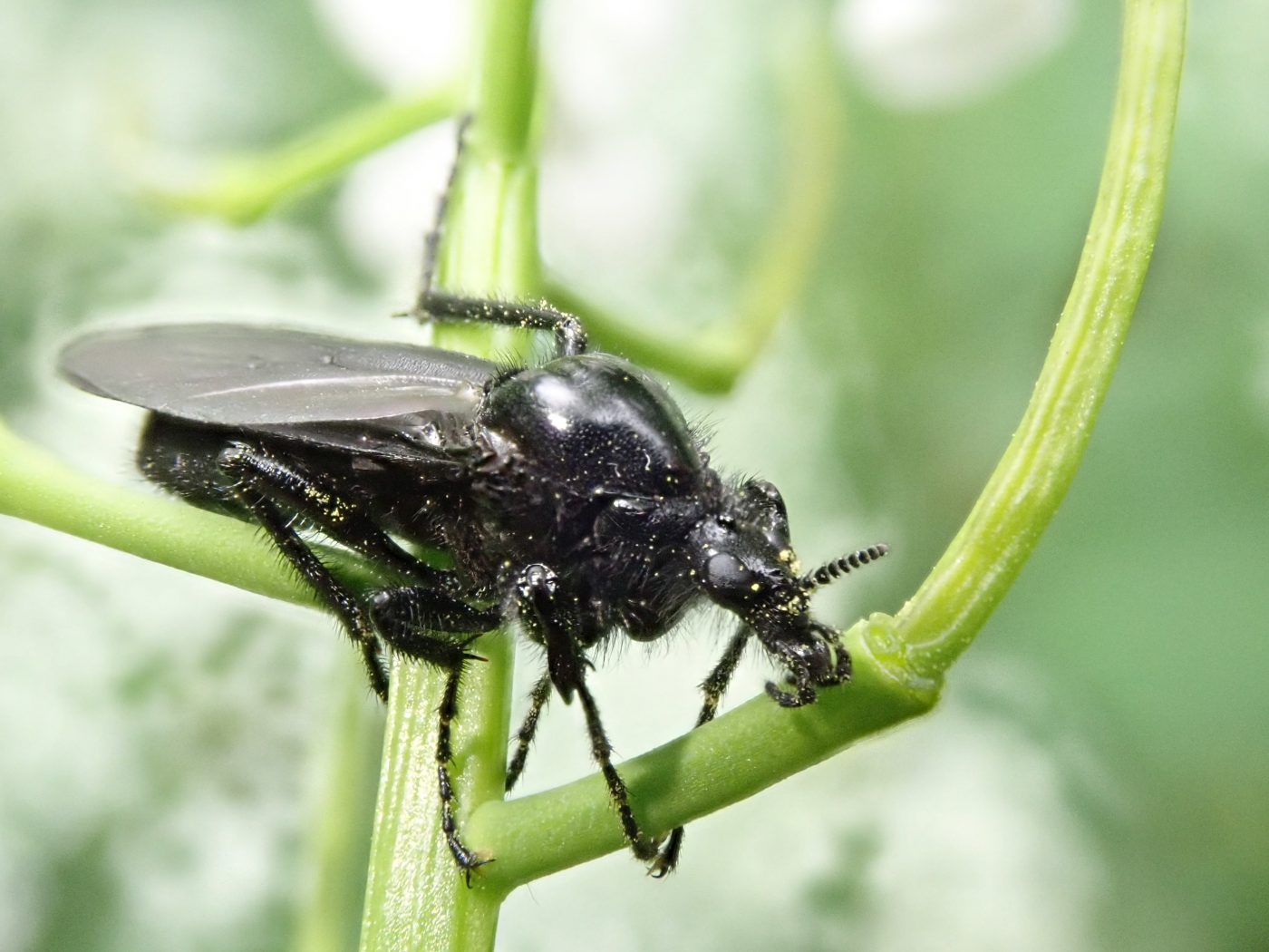 An Insect A Day continues – Museum of Zoology Blog