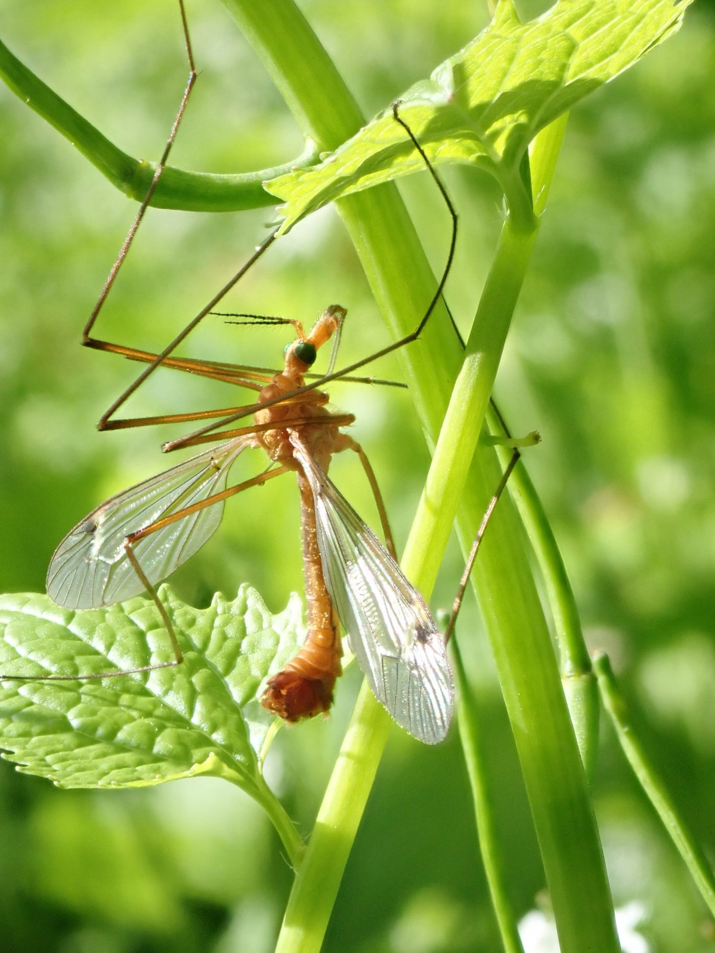 An Insect A Day continues – Museum of Zoology Blog