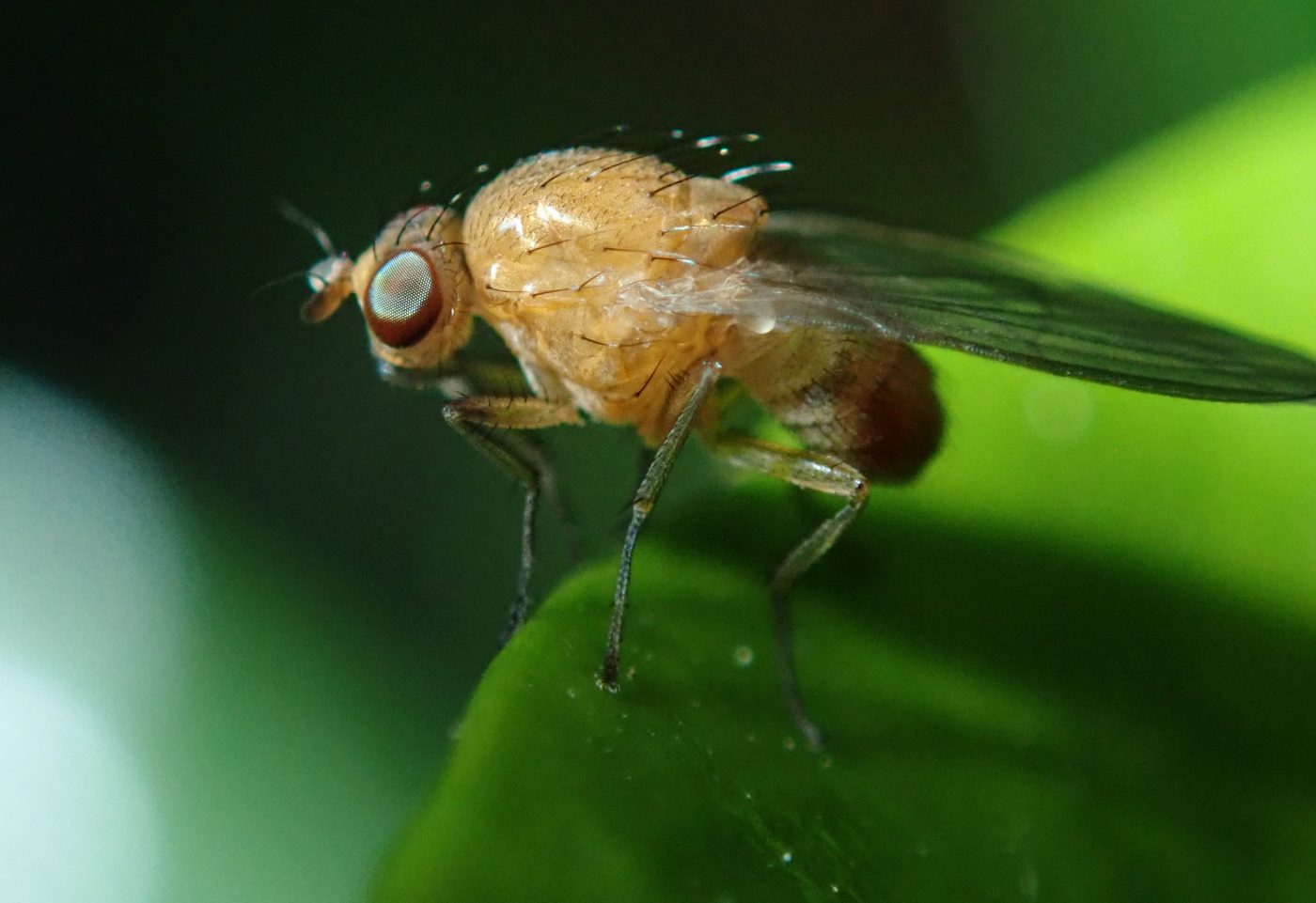 An Insect A Day part 4 – Museum of Zoology Blog