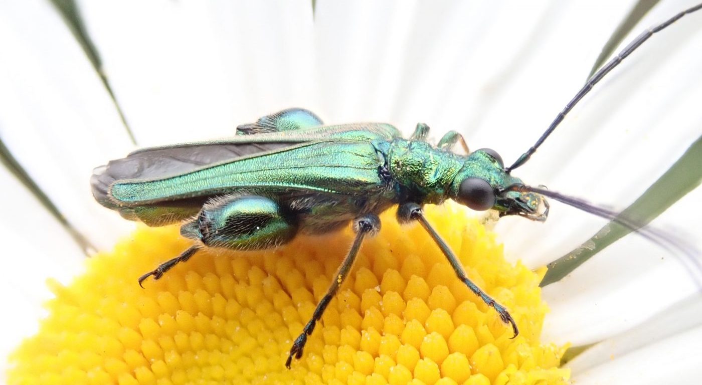 An Insect A Day part 4 – Museum of Zoology Blog