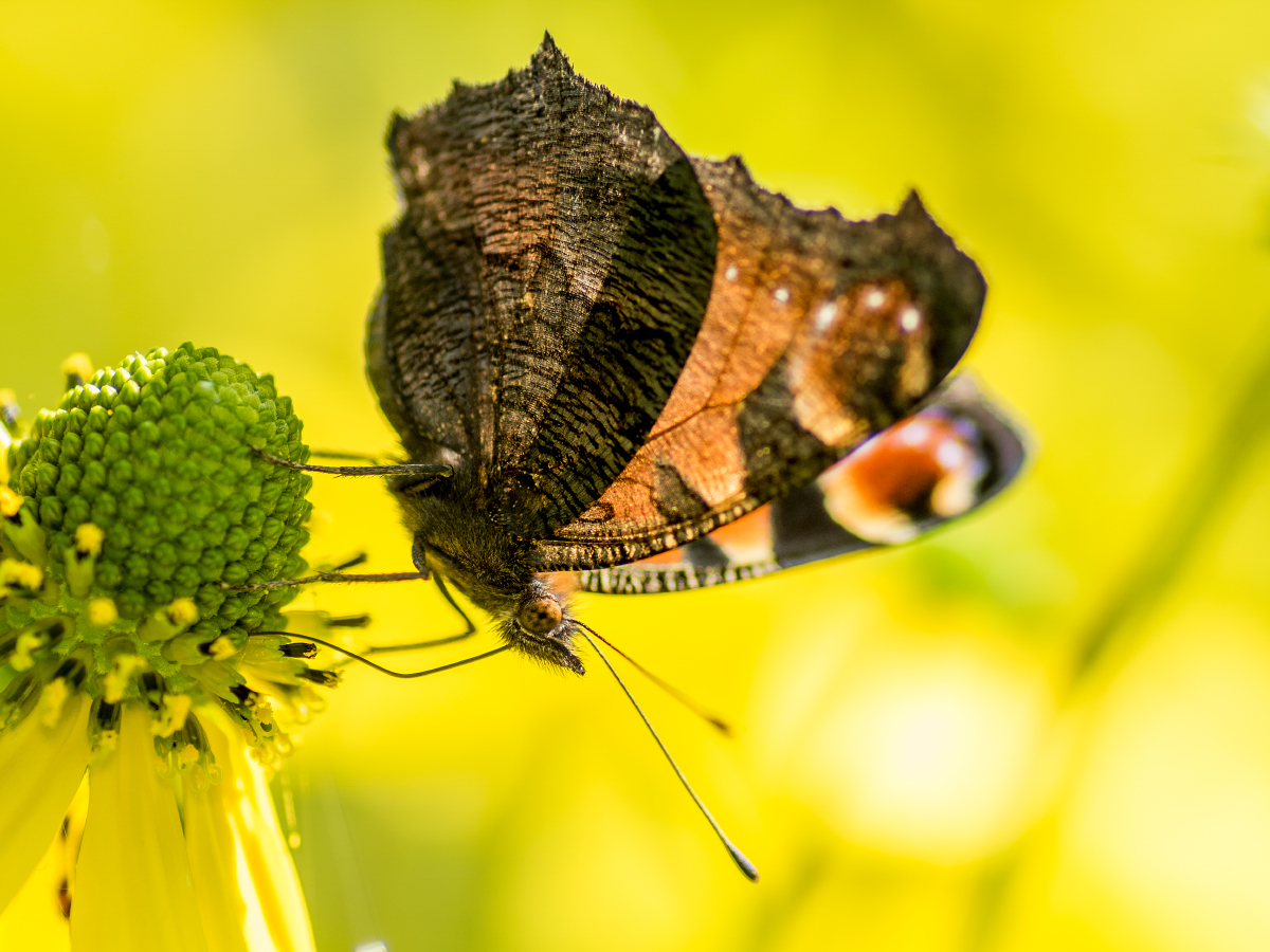 Butterfly Challenge 2021 – Museum of Zoology Blog