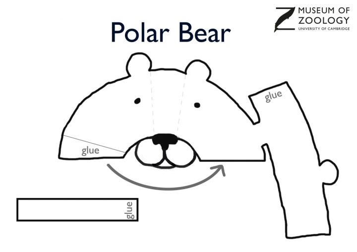 Create Arctic animal puppets – Museum of Zoology Blog