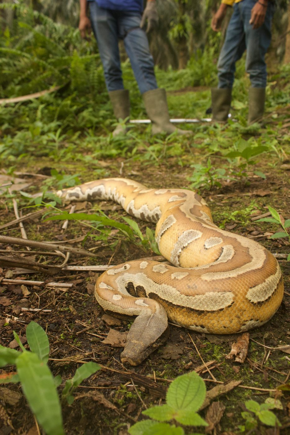 #BiodiversityWeek: Our Solutions are in Nature – Museum of Zoology Blog
