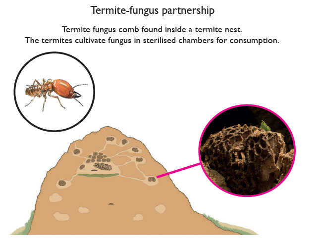 #BiodiversityWeek: Our Solutions are in Nature – Museum of Zoology Blog