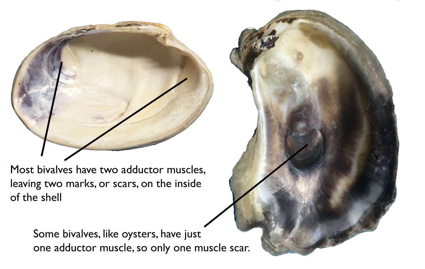 Shell Detectives – Museum of Zoology Blog