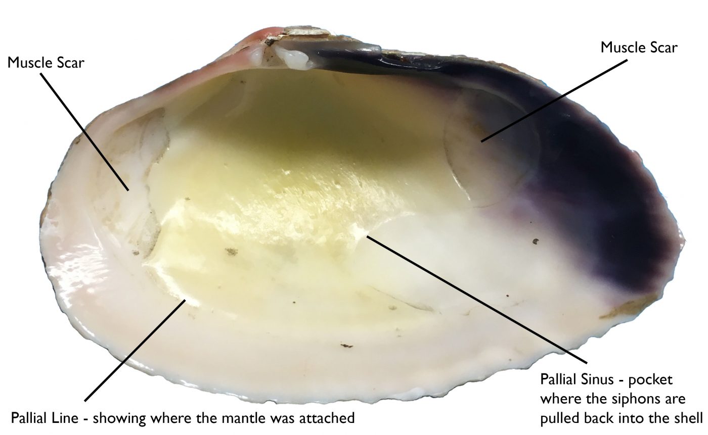 Shell Detectives – Museum of Zoology Blog