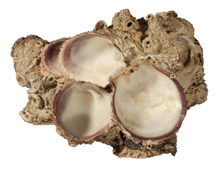 Shell Detectives – Museum of Zoology Blog