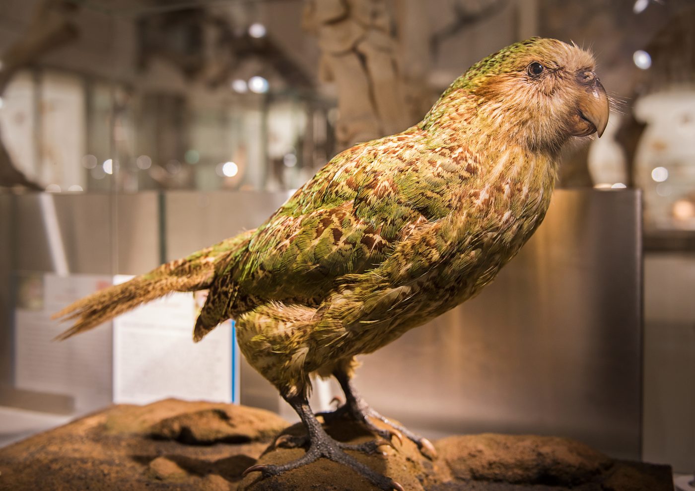 Animal Alphabet: K is for Kakapo – Museum of Zoology Blog