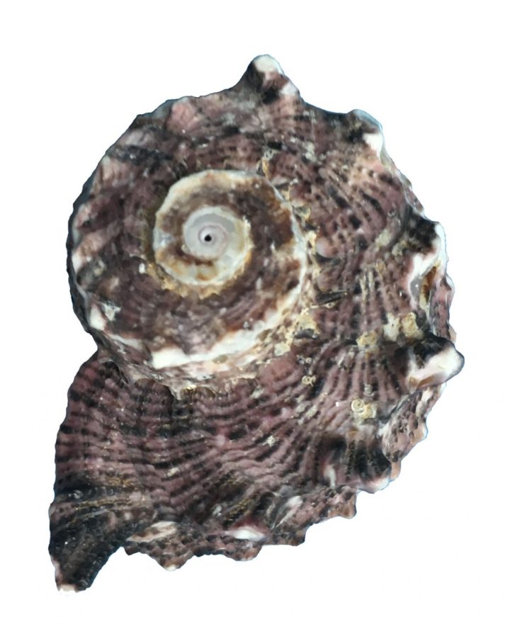 Shell Detectives – Museum of Zoology Blog