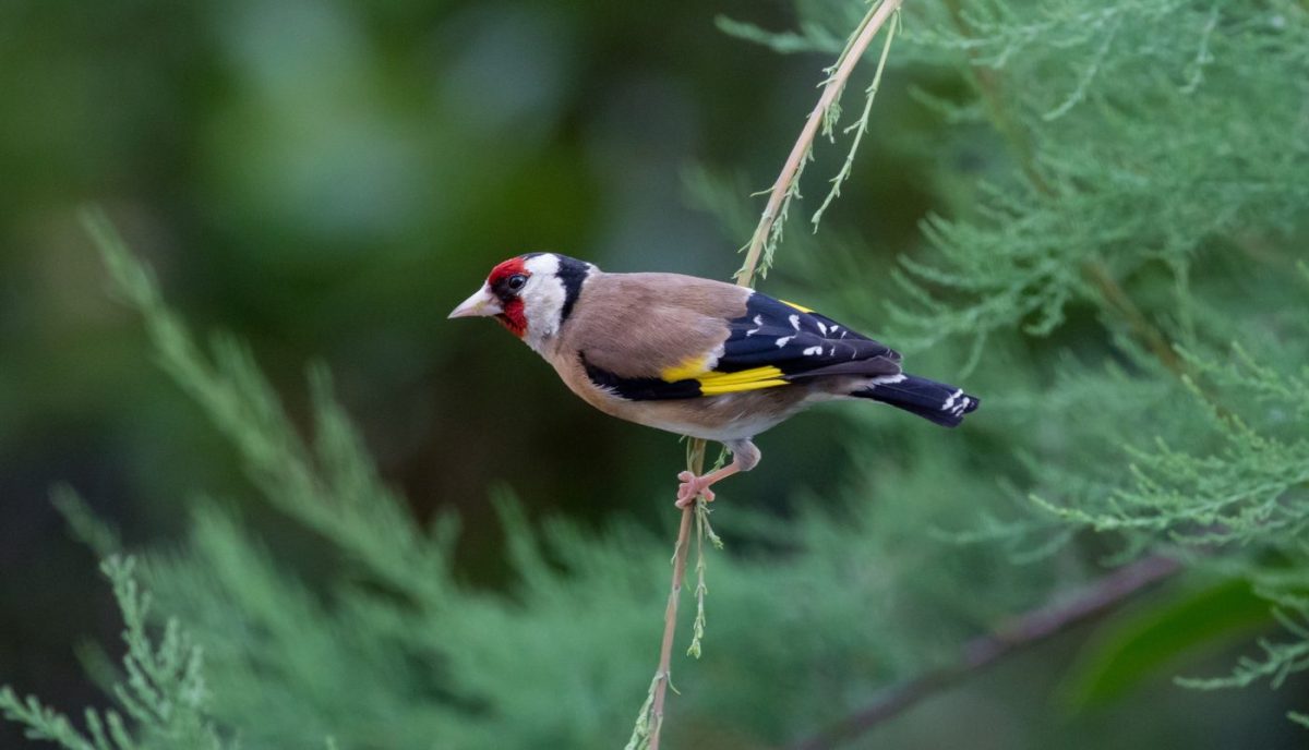 Birds: Finches – Museum of Zoology Blog