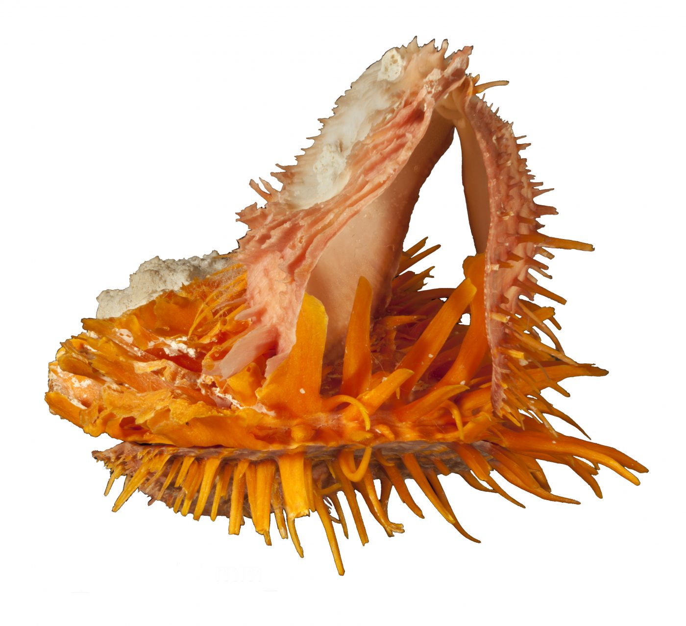 Shell Detectives – Museum of Zoology Blog