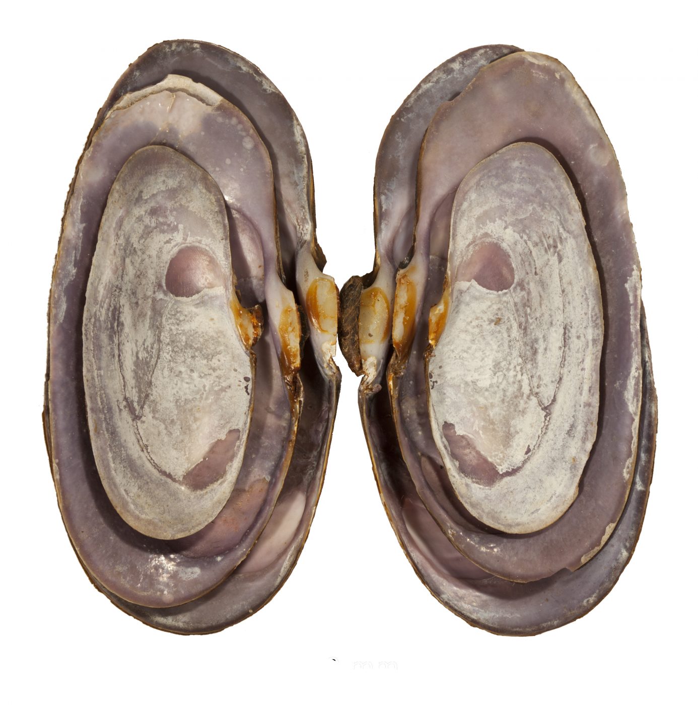 Shell Detectives – Museum of Zoology Blog