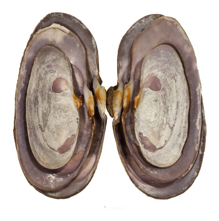 Shell Detectives – Museum of Zoology Blog