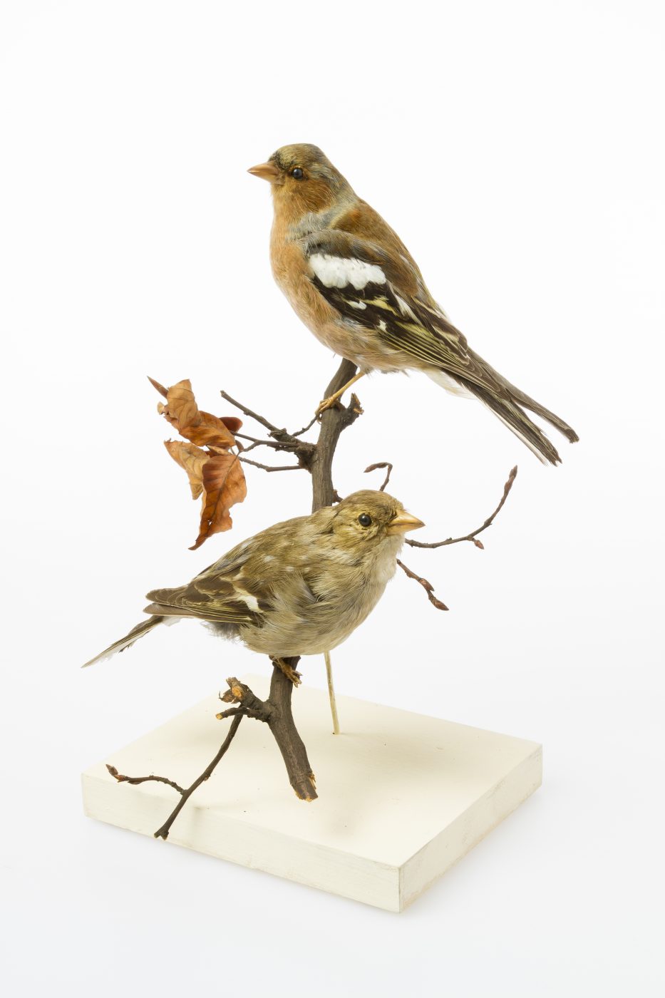 Birds: Finches – Museum of Zoology Blog