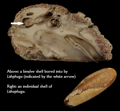 Shell Detectives – Museum of Zoology Blog