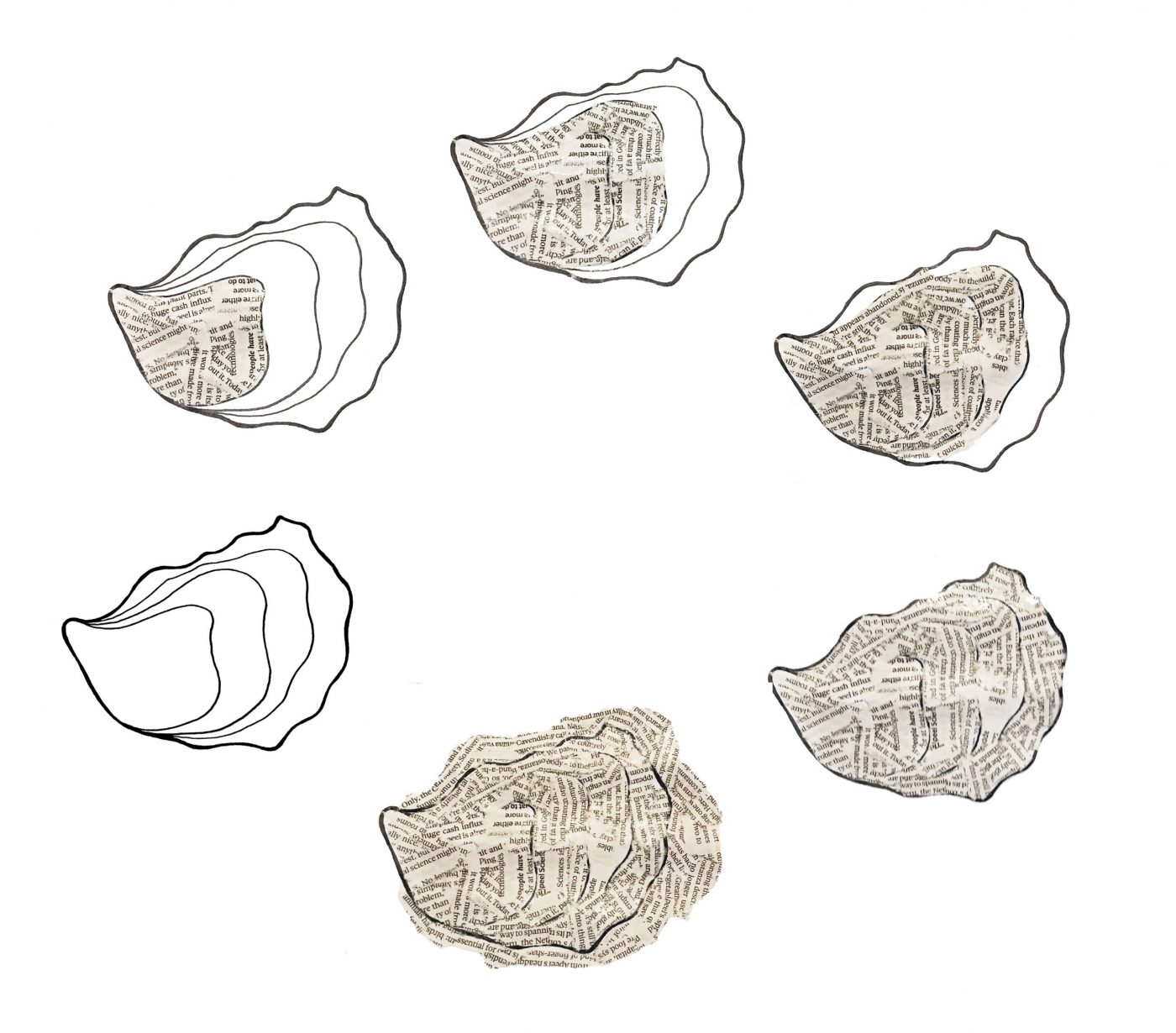 Shell Detectives – Museum of Zoology Blog