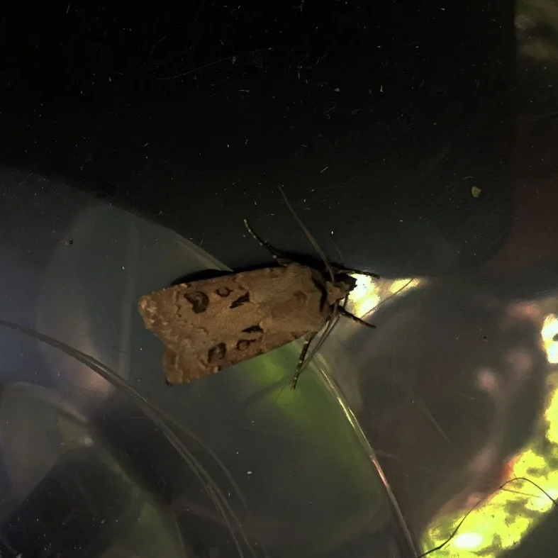 Zoology Live! 22-27 June – Museum of Zoology Blog