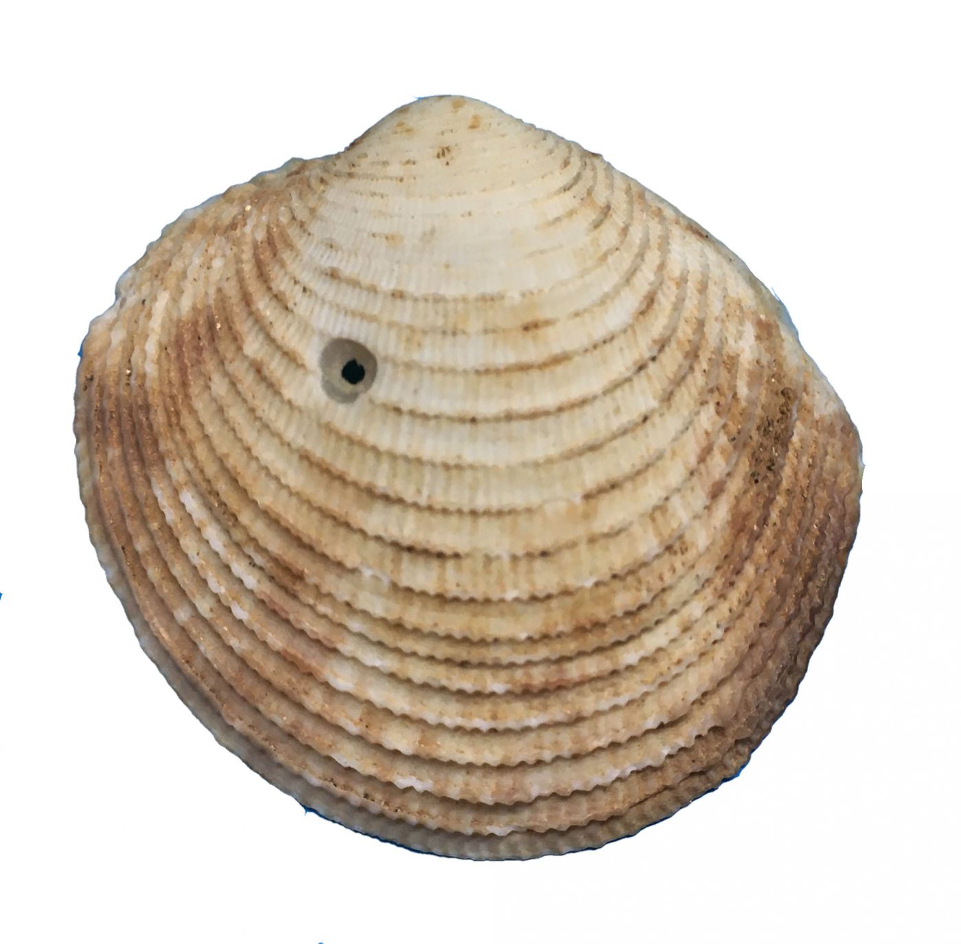 Shell Detectives – Museum of Zoology Blog