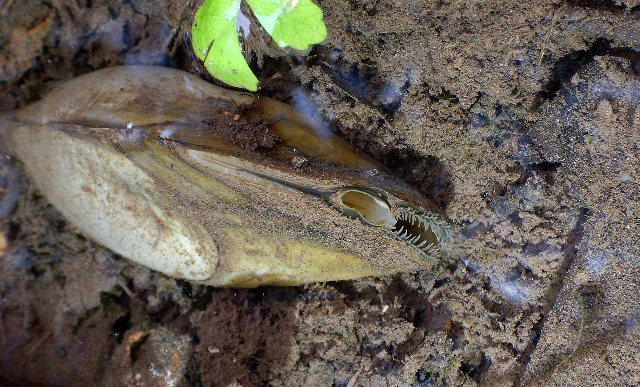 Shell Detectives – Museum of Zoology Blog