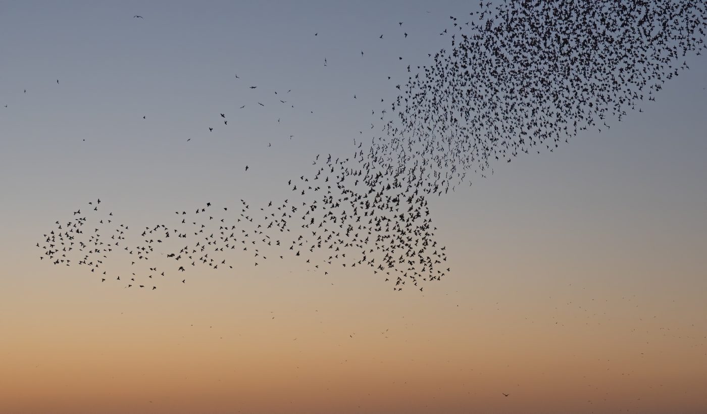 Birds: Starlings – Museum of Zoology Blog