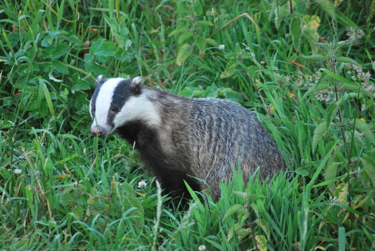 Exploring Skulls: Badger – Museum of Zoology Blog