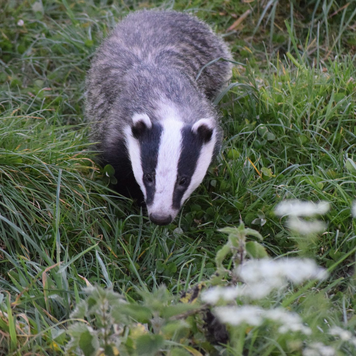 Exploring Skulls: Badger – Museum of Zoology Blog
