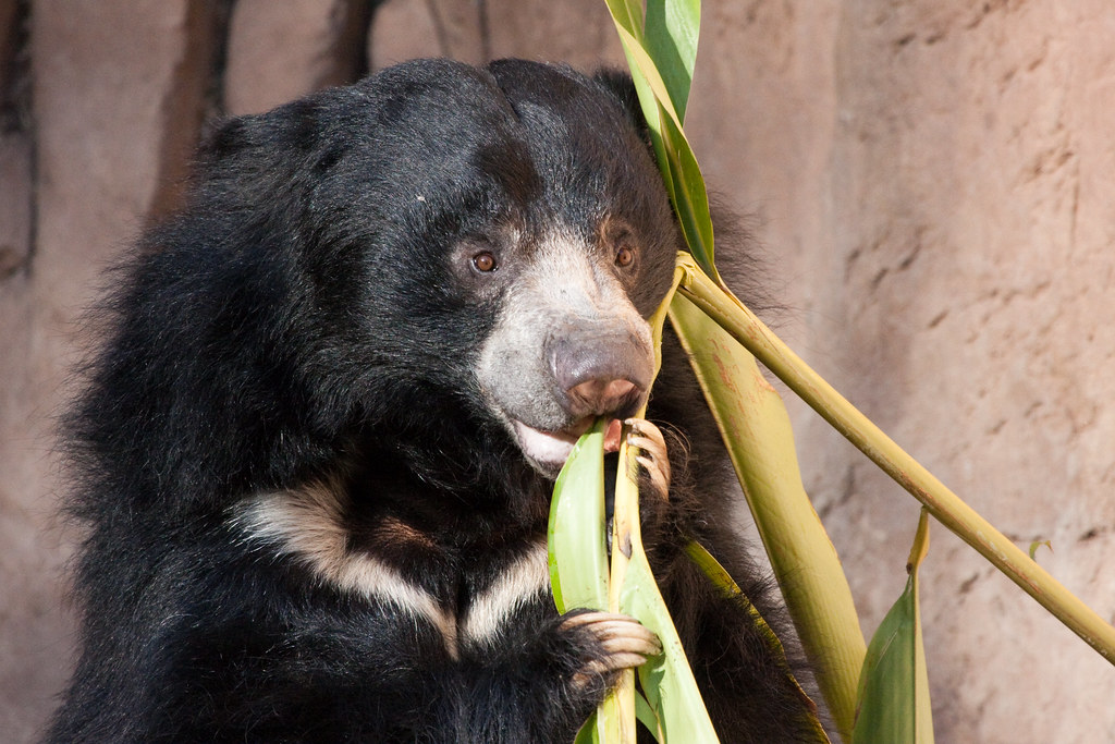 Create a sloth bear – Museum of Zoology Blog
