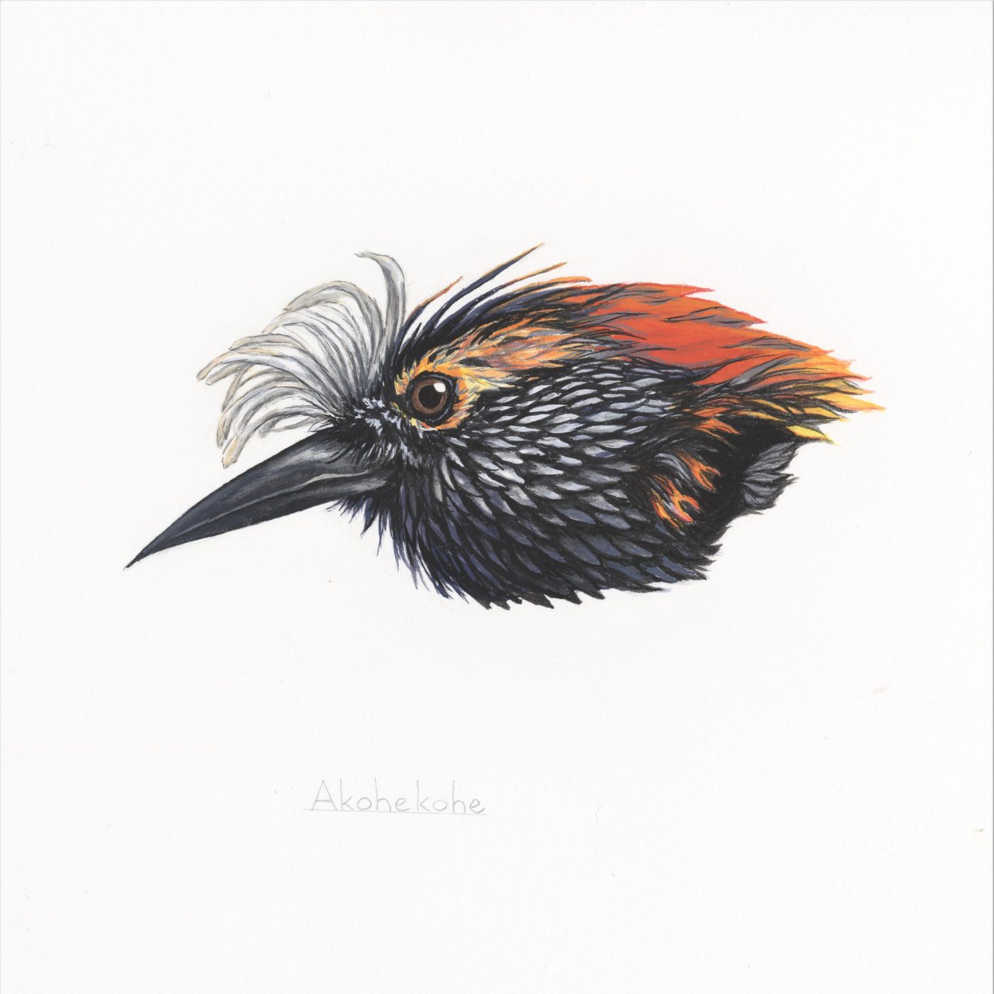 Bird Beaks and Evolution – Museum of Zoology Blog