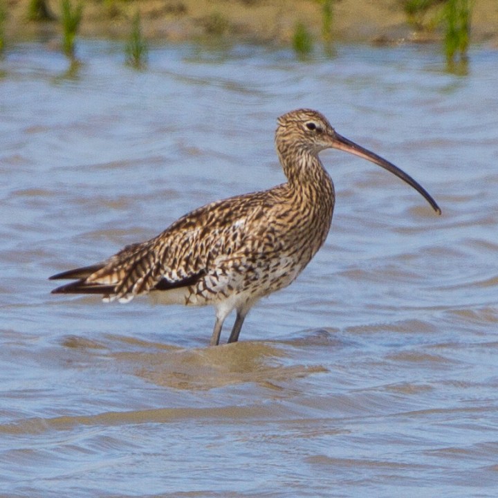 Bird Beaks and Evolution – Museum of Zoology Blog