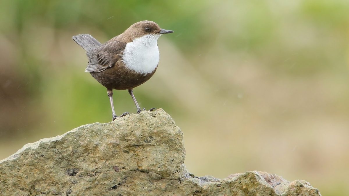 Understanding dippers, understanding impact – Museum of Zoology Blog