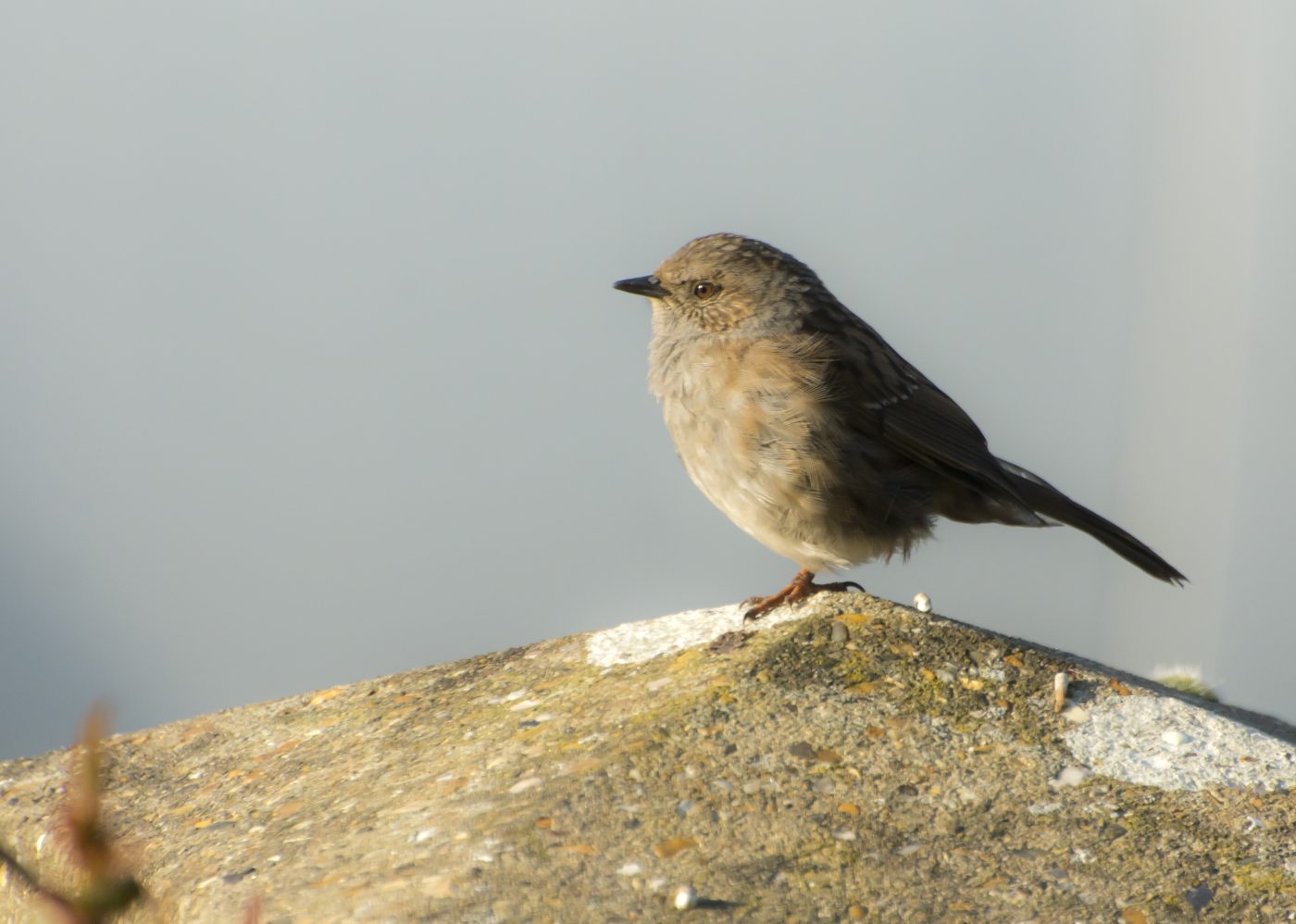Bird Beaks and Evolution – Museum of Zoology Blog