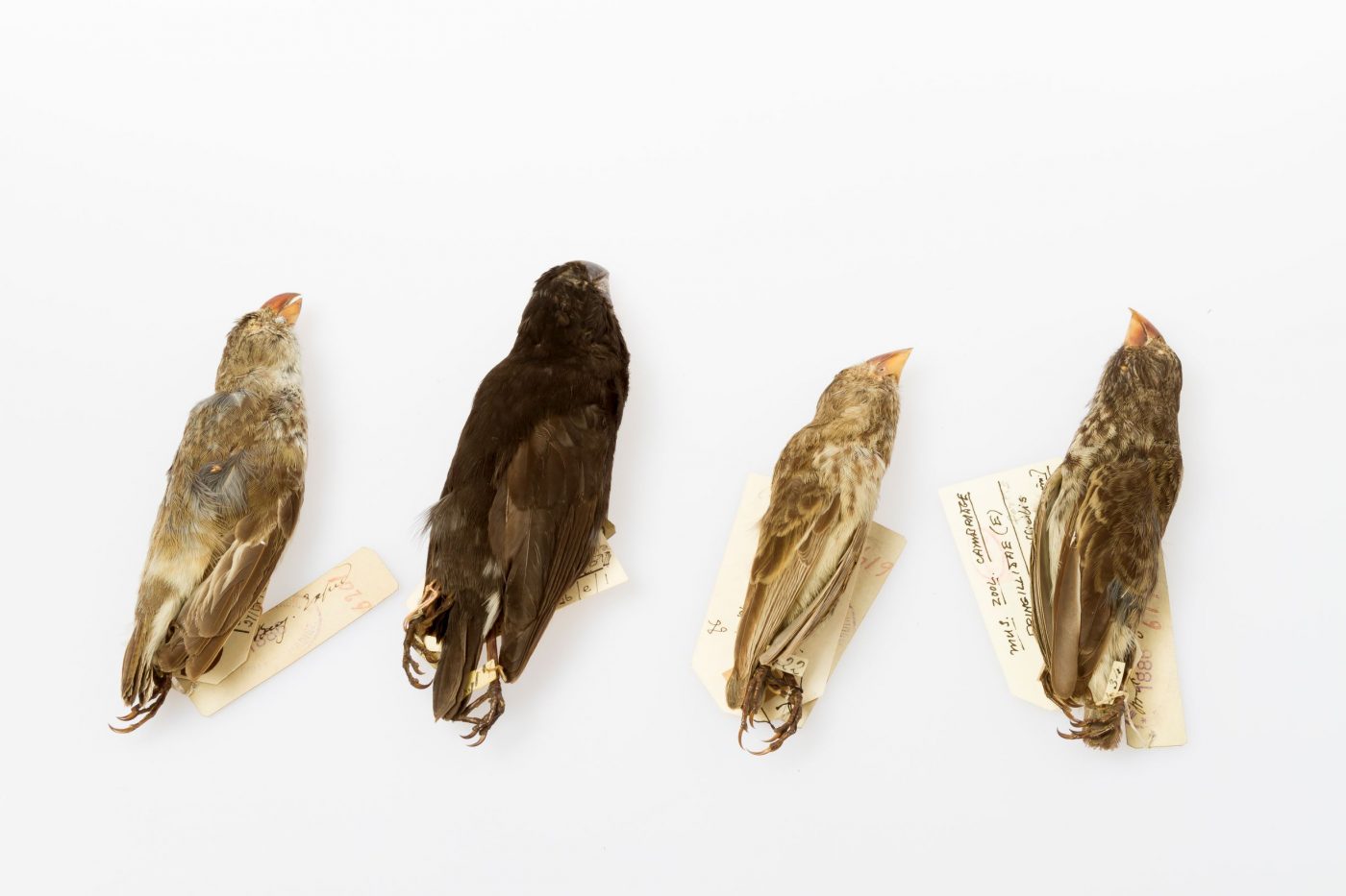Bird Beaks and Evolution – Museum of Zoology Blog