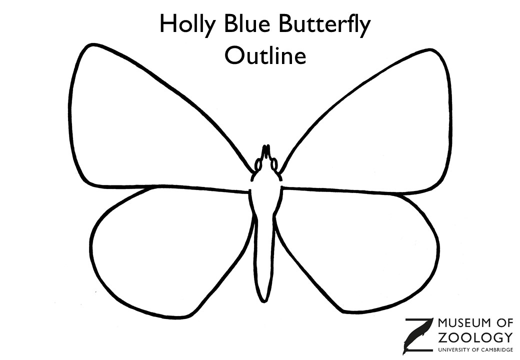 Summer Butterfly Challenge – Museum of Zoology Blog