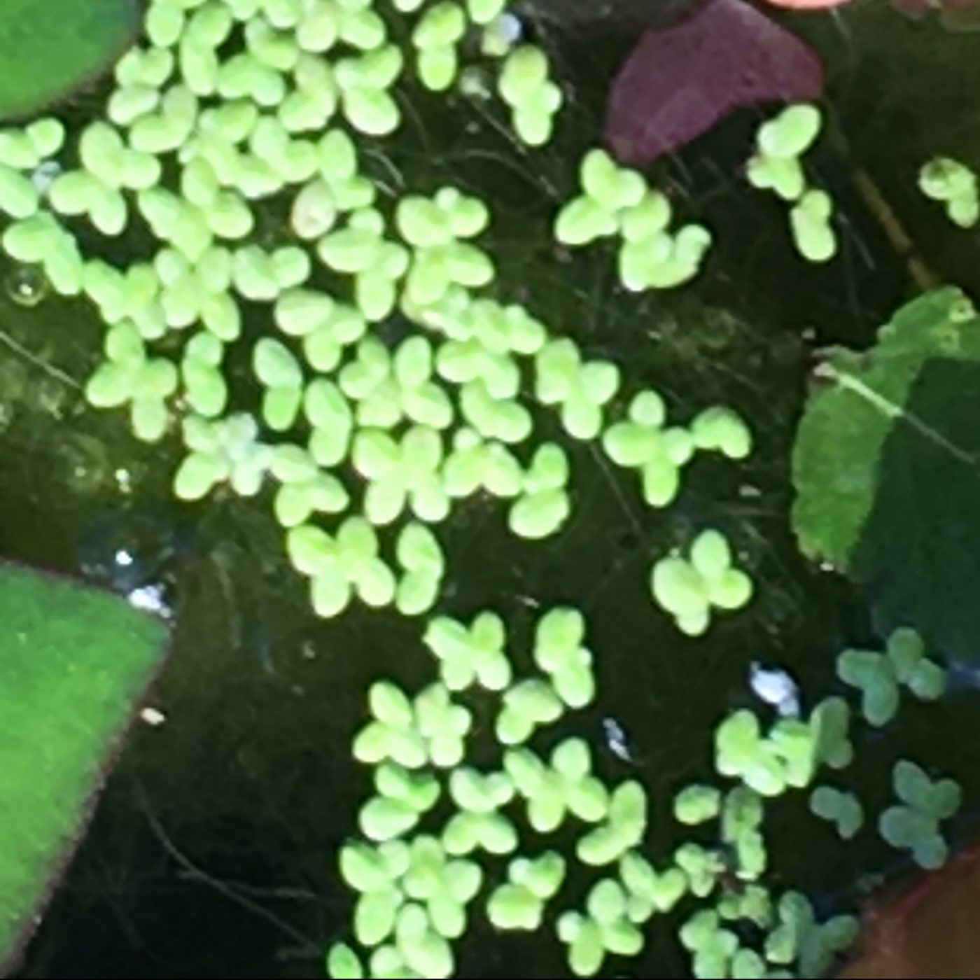 Bird Beaks and Evolution – Museum of Zoology Blog